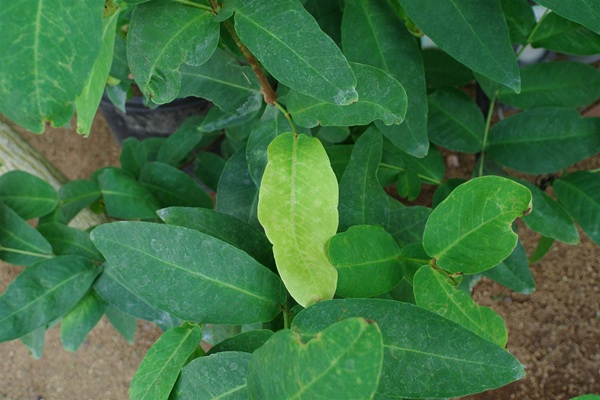 10 Rekomendasi ASI Booster Ibu Menyusui, dari Alami hingga Suplemen ...